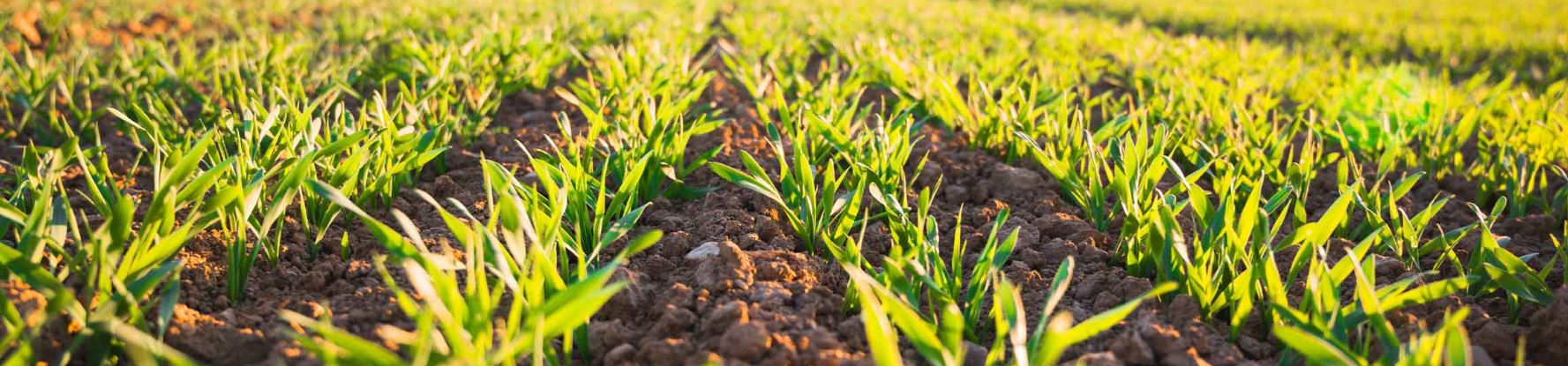 CONFERENCE PROGRAMME – THE INTERNATIONAL SOIL SCIENCE CONFERENCE 2024